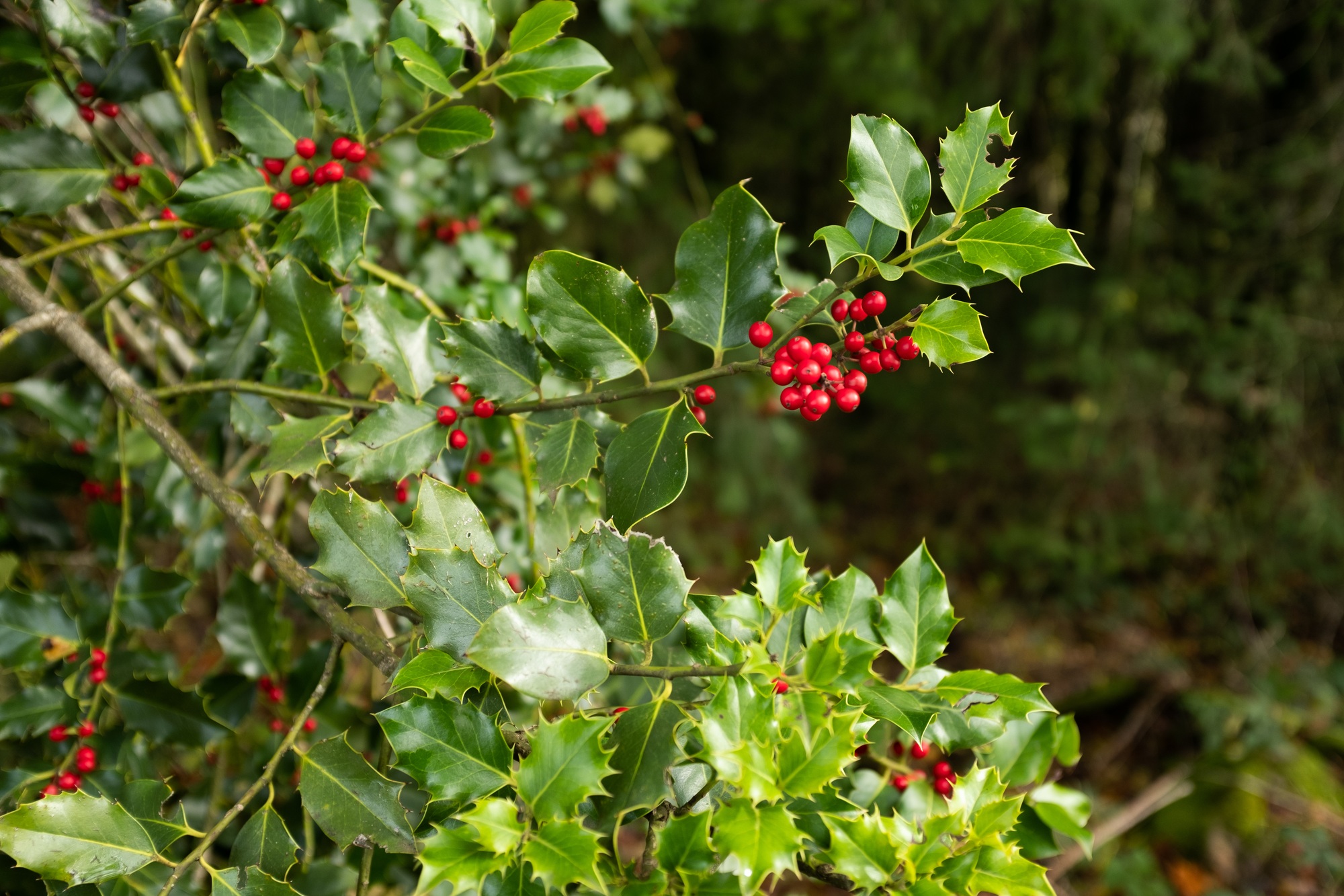 Découvrez les bienfaits de la taille des sauges arbustives dans votre ...